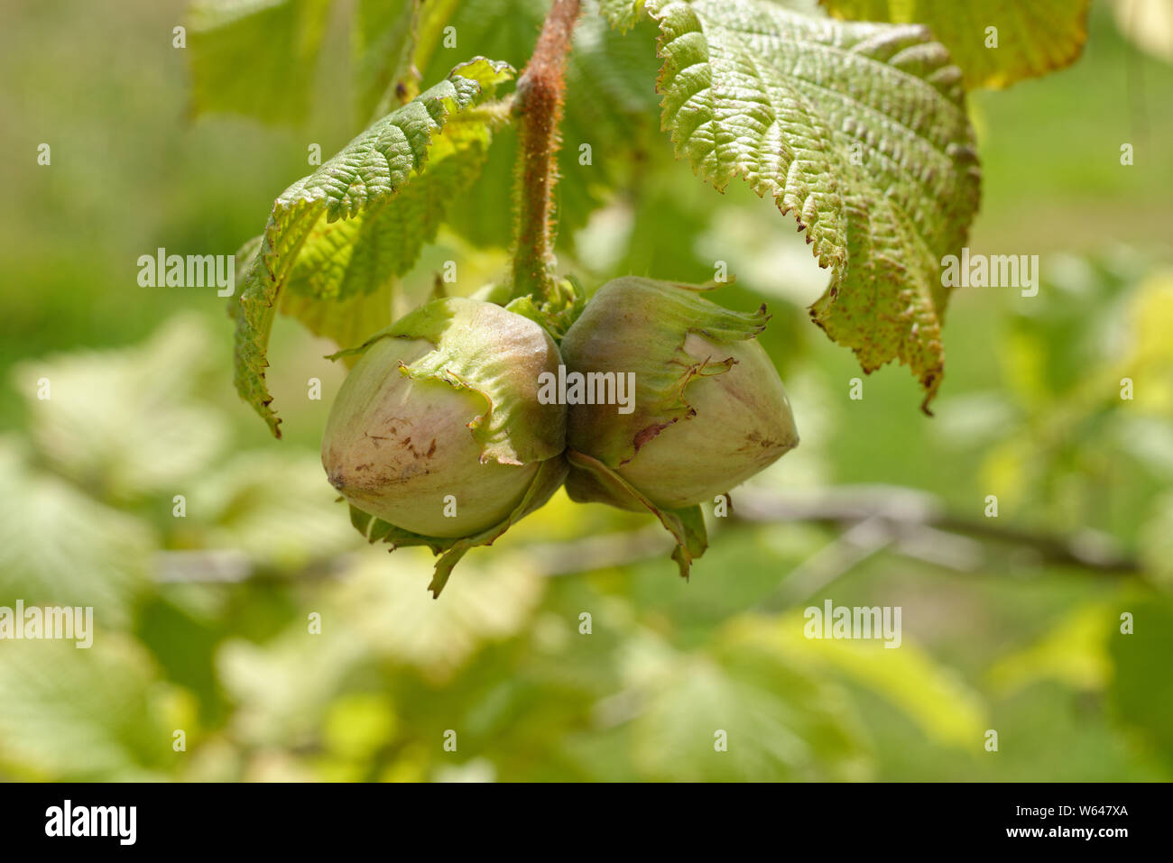 Cobnuts kent hi-res stock photography and images - Alamy