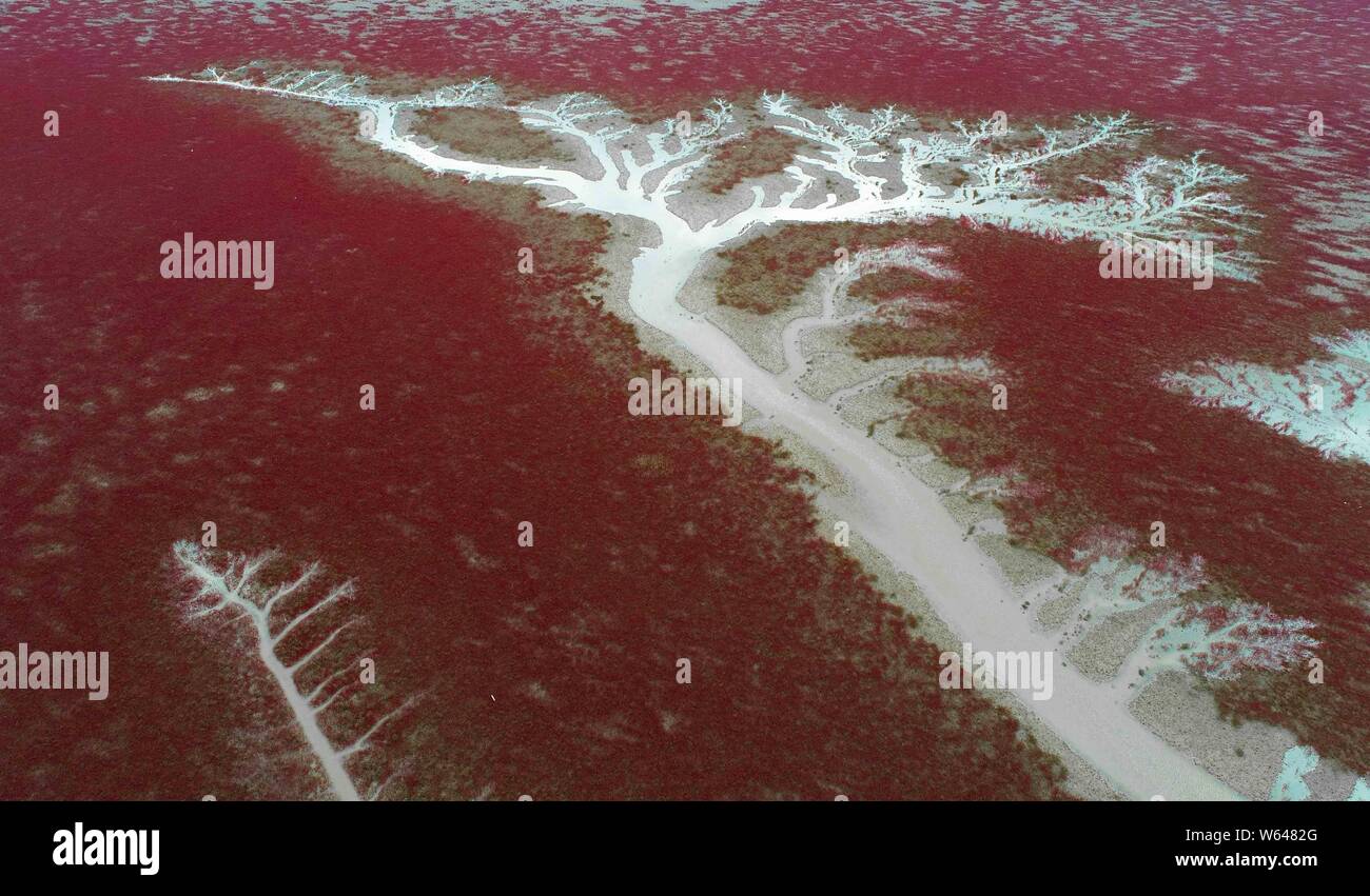 Aerial view of the Red Beach or Liaohekou Honghaitan National Marine ...