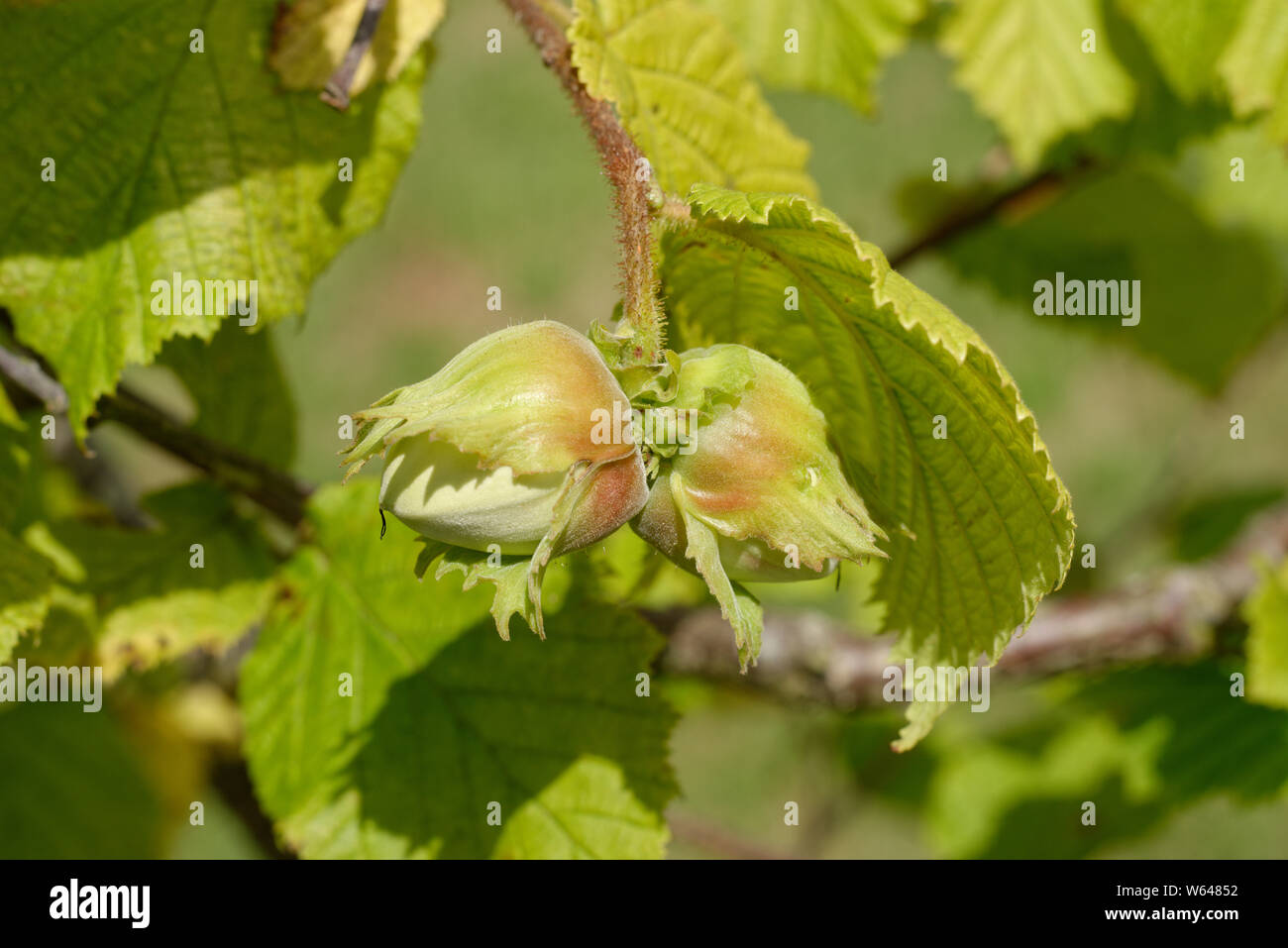 Cobnuts kent hi-res stock photography and images - Alamy