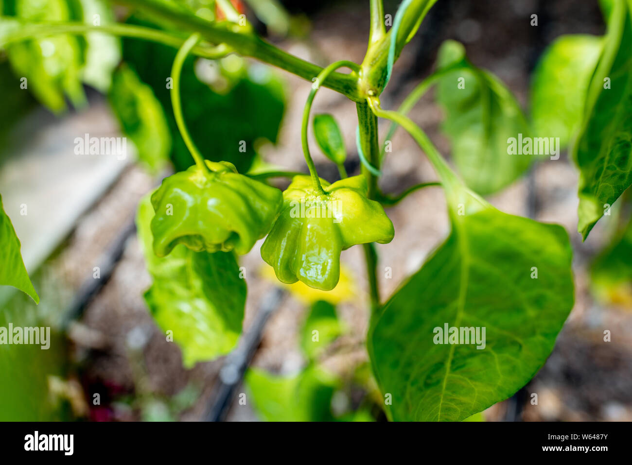 Organic plantation with growing star shaped green peppers, ready to ...