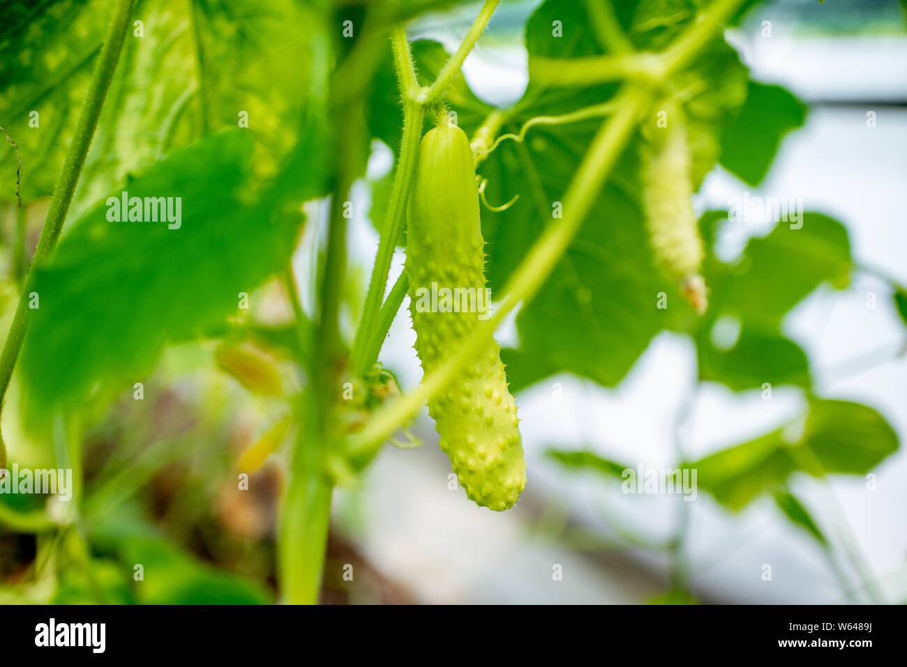 Organic plantation with growing white cucumbers, ready to harvest ...