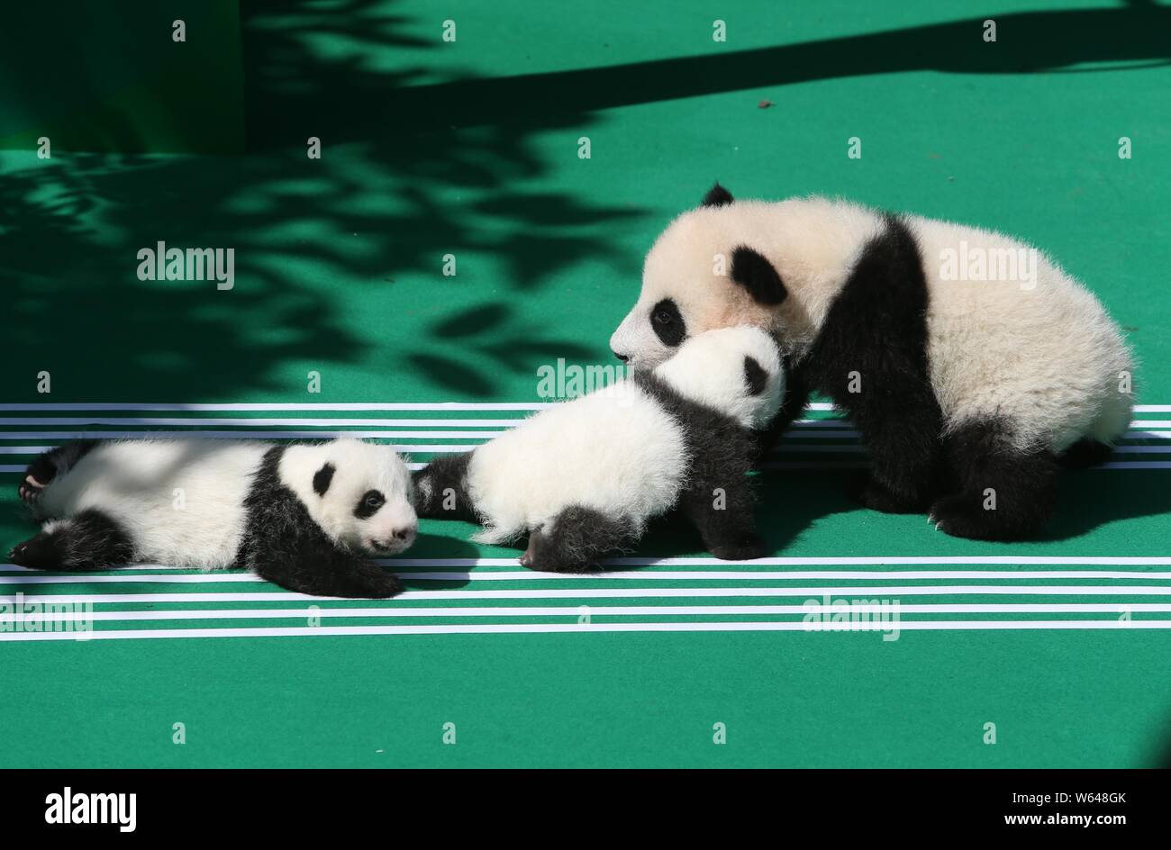 Giant panda cubs born in 2018 are on display during a public event at ...