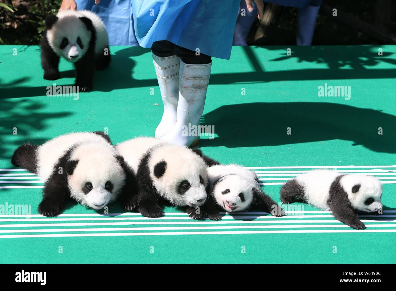 Giant panda cubs born in 2018 are on display during a public event at the Chengdu Research Base ...