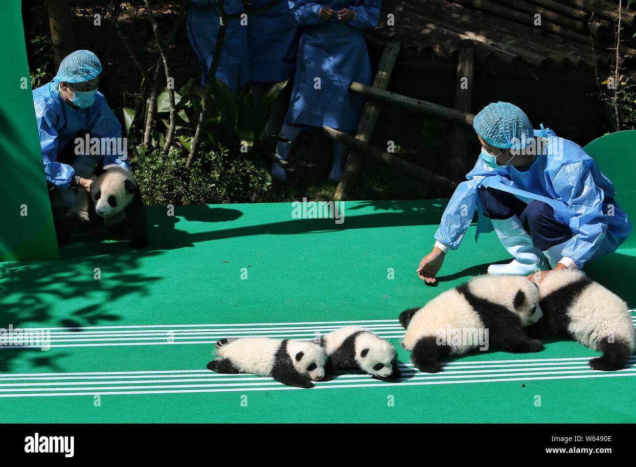 Chinese panda keepers display giant panda cubs born in 2018 during a ...