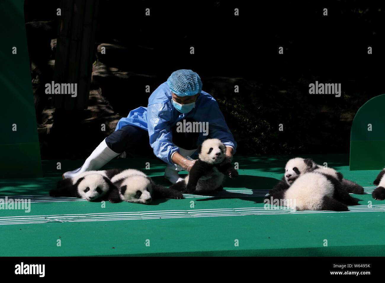 Chinese panda keepers display giant panda cubs born in 2018 during a public event at the Chengdu ...