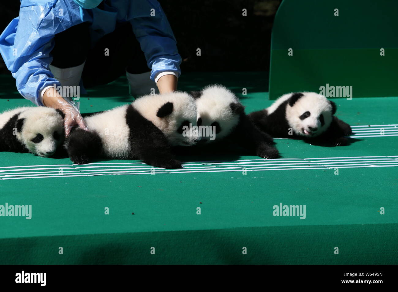 Chinese panda keepers display giant panda cubs born in 2018 during a ...