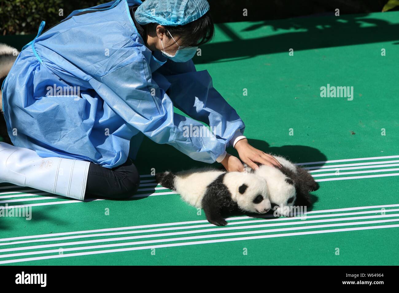 Chinese panda keepers display giant panda cubs born in 2018 during a ...