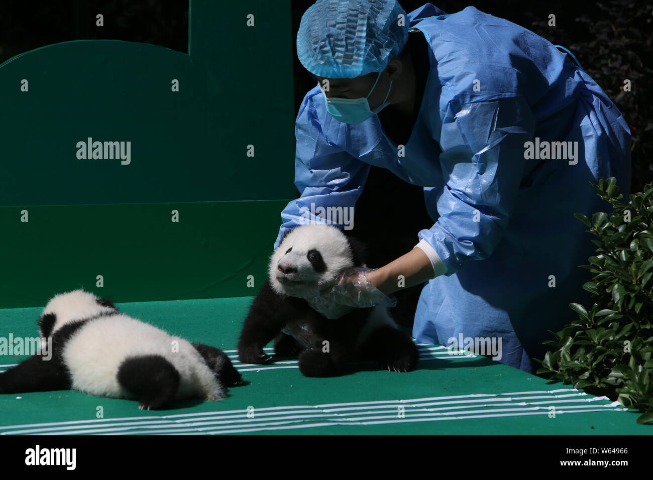 Chinese panda keepers display giant panda cubs born in 2018 during a public event at the Chengdu ...