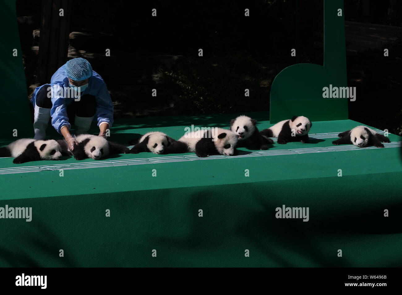 Chinese panda keepers display giant panda cubs born in 2018 during a ...