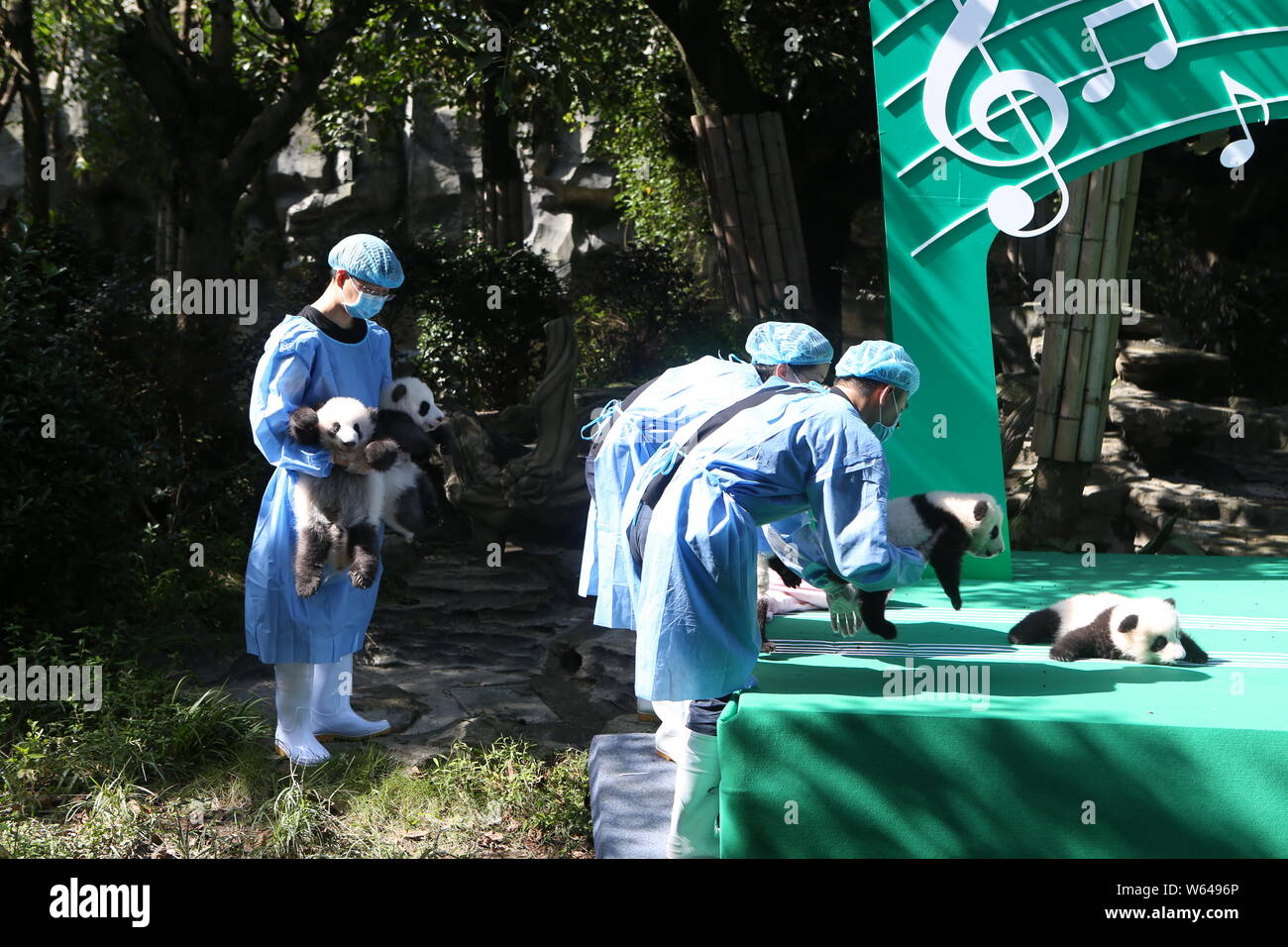 Chinese panda keepers display giant panda cubs born in 2018 during a ...