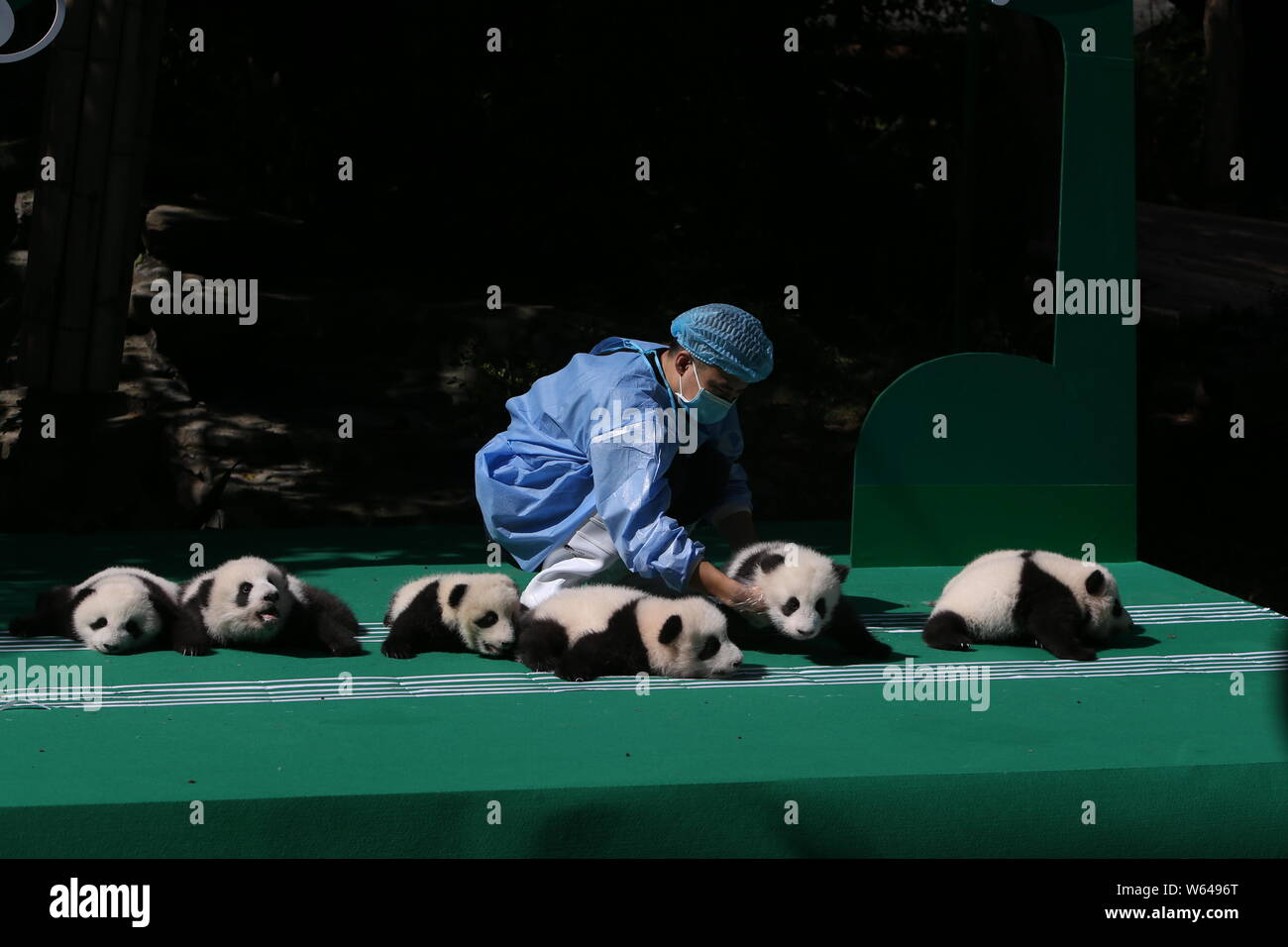 Chinese panda keepers display giant panda cubs born in 2018 during a ...