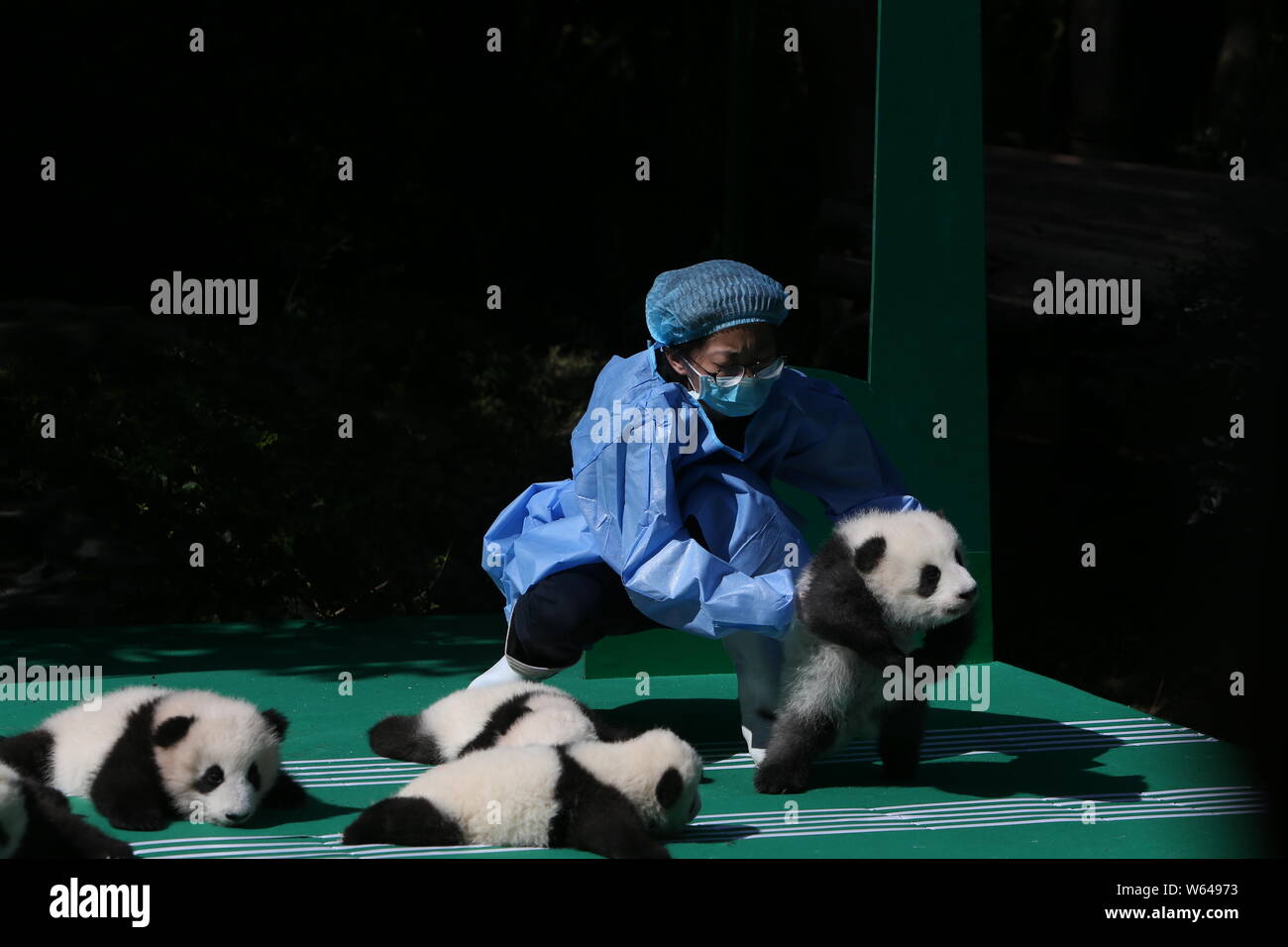 Chinese panda keepers display giant panda cubs born in 2018 during a ...