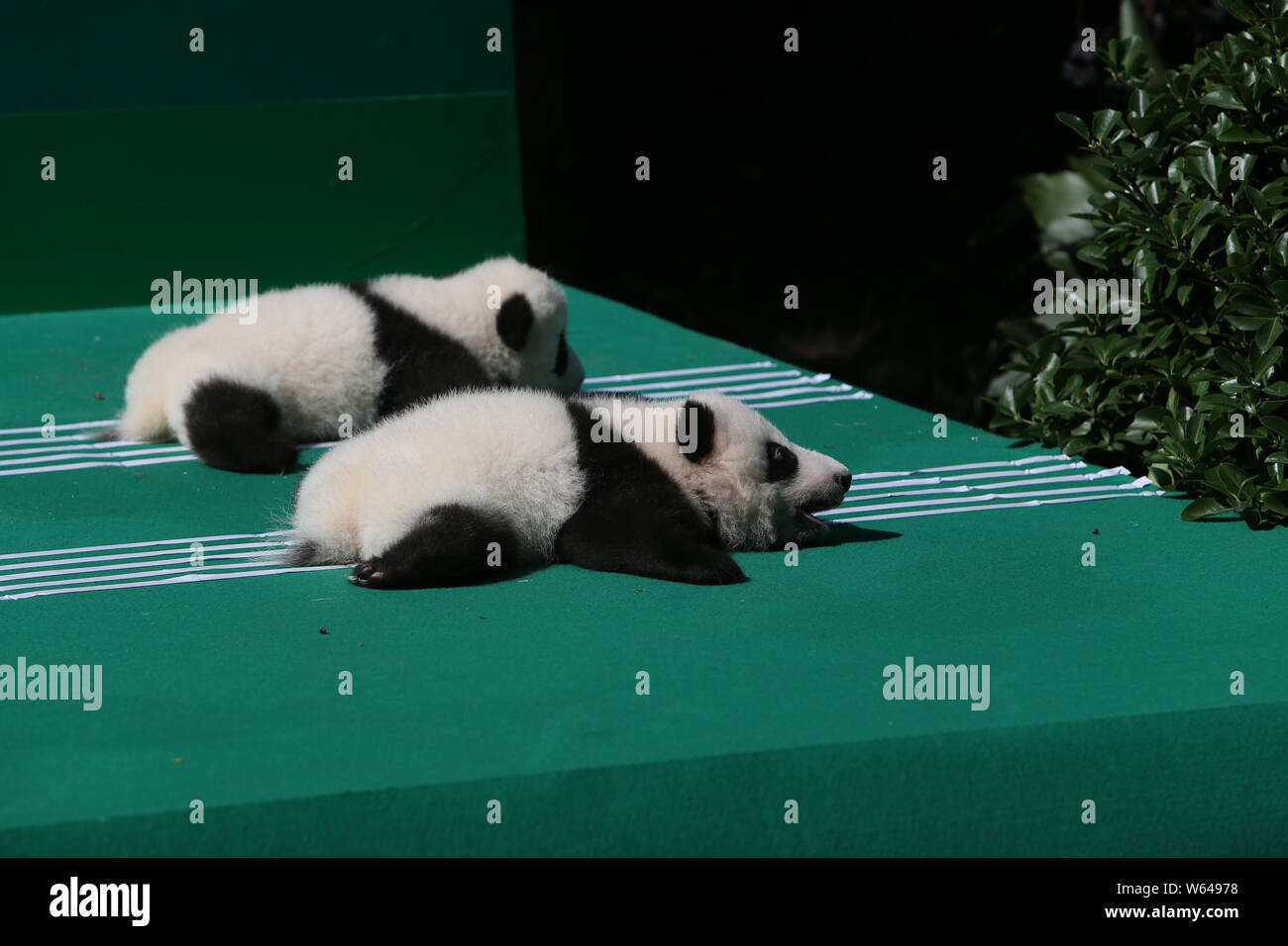 Giant panda cubs born in 2018 are on display during a public event at the Chengdu Research Base ...