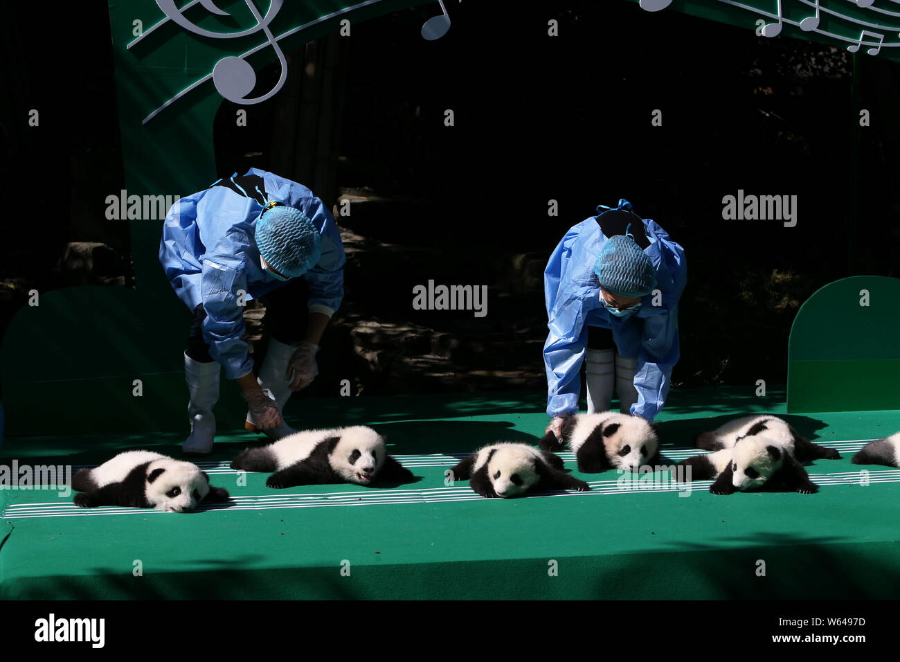 Chinese panda keepers display giant panda cubs born in 2018 during a ...