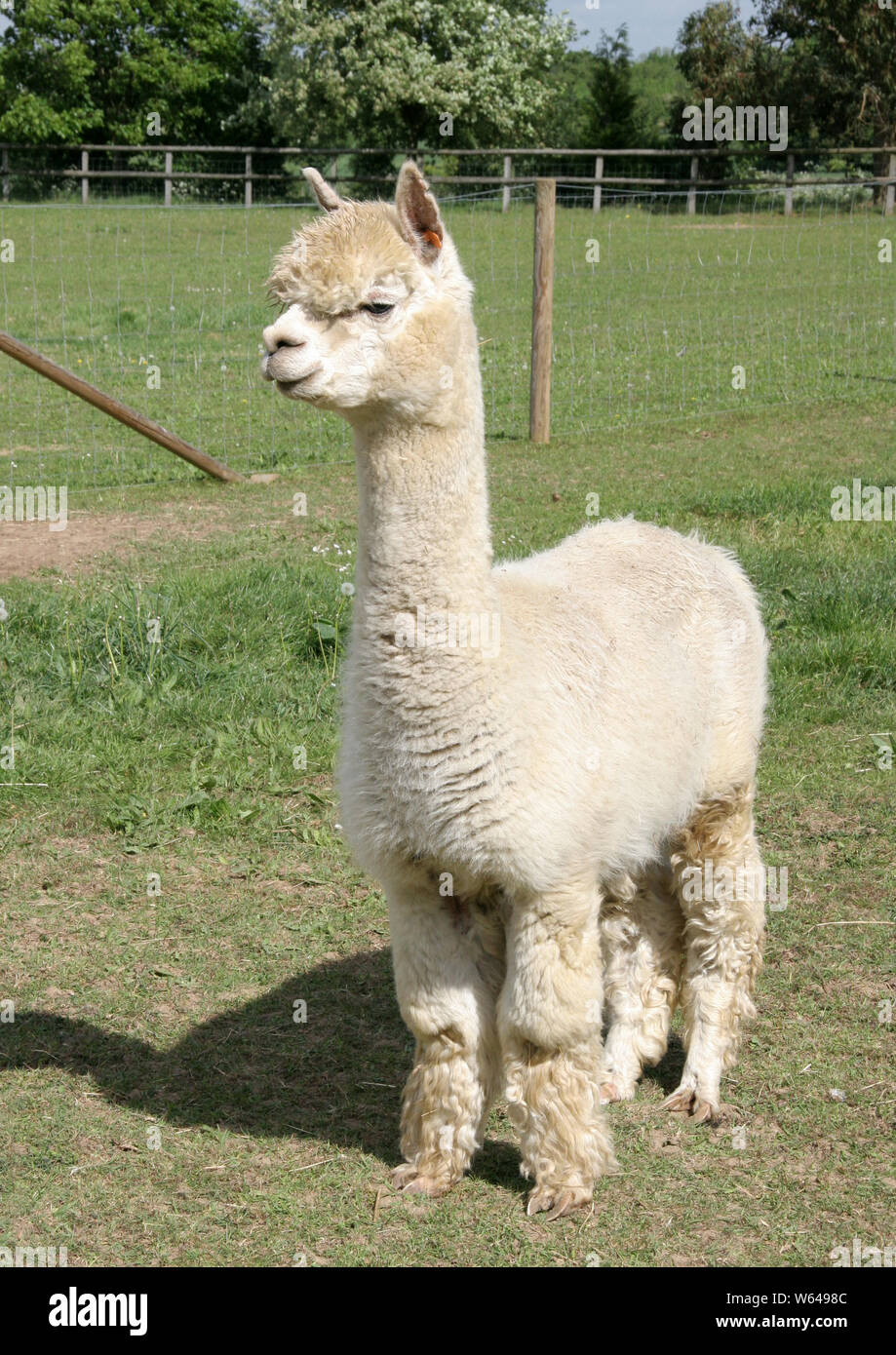 white Alpaca standing looking in a field in a domesticated situation ...
