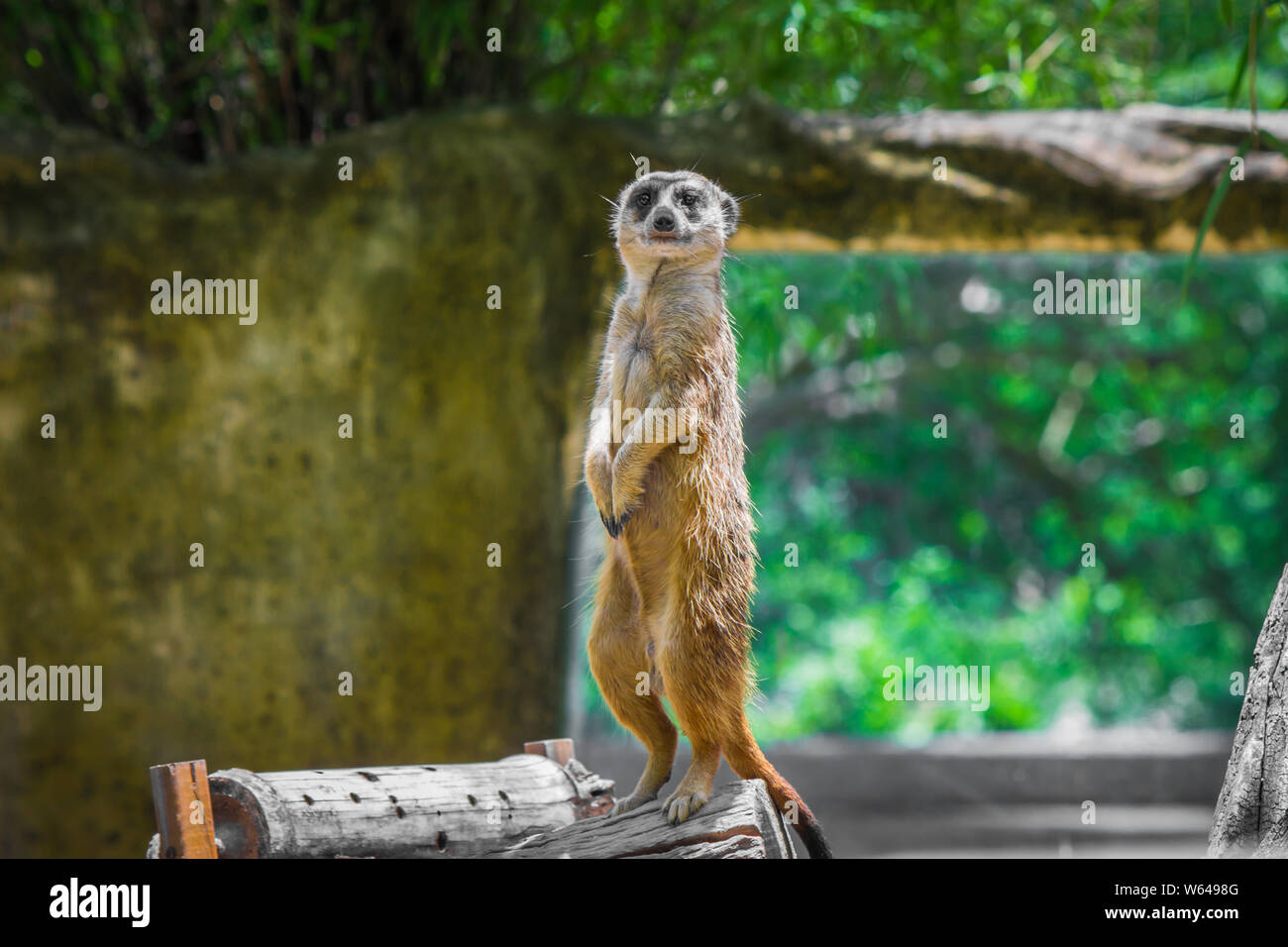 Meerkat standing on a timber. Meerkat standing and looking Stock Photo ...