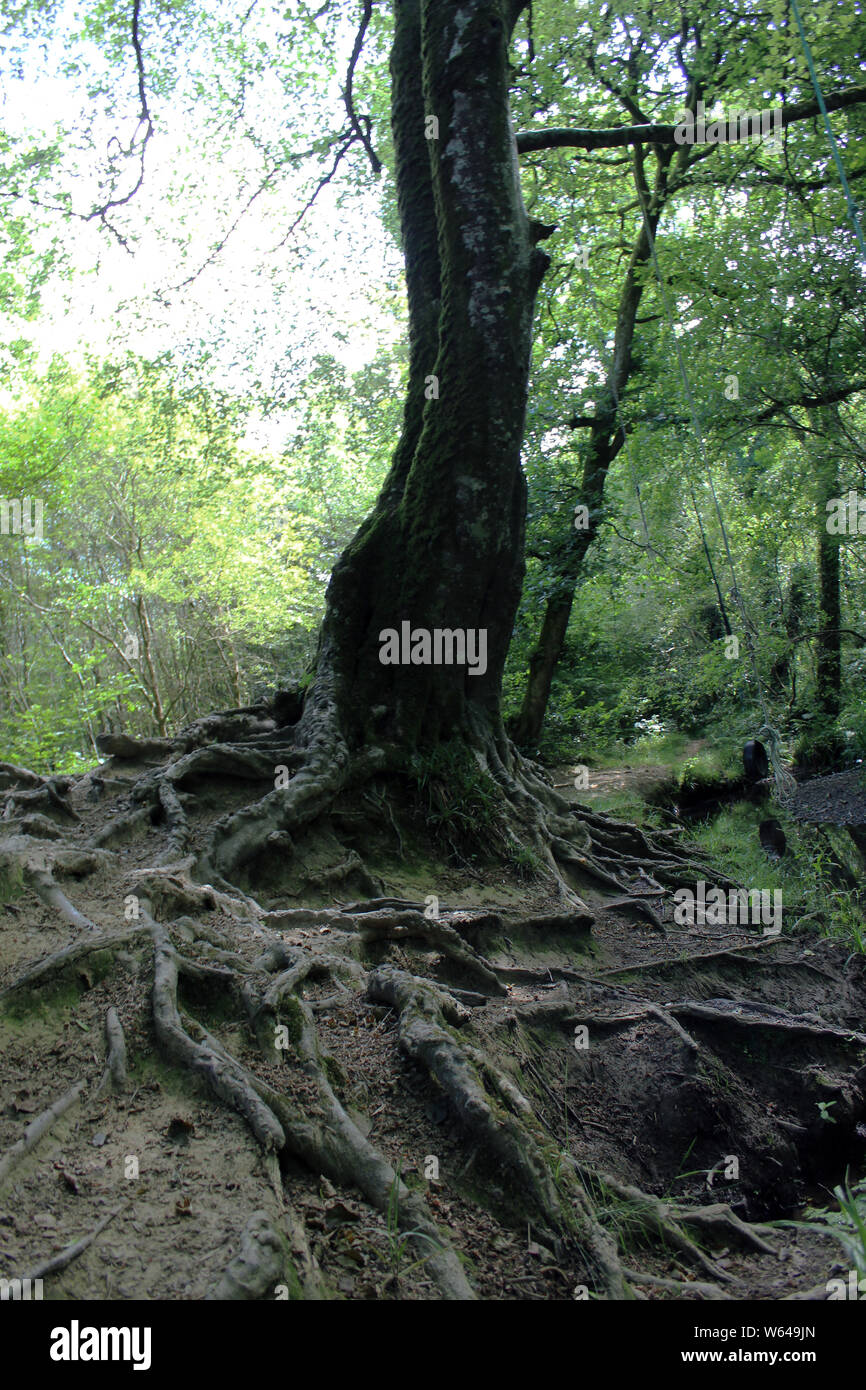woodland tree with roots sticking out the ground Stock Photo - Alamy