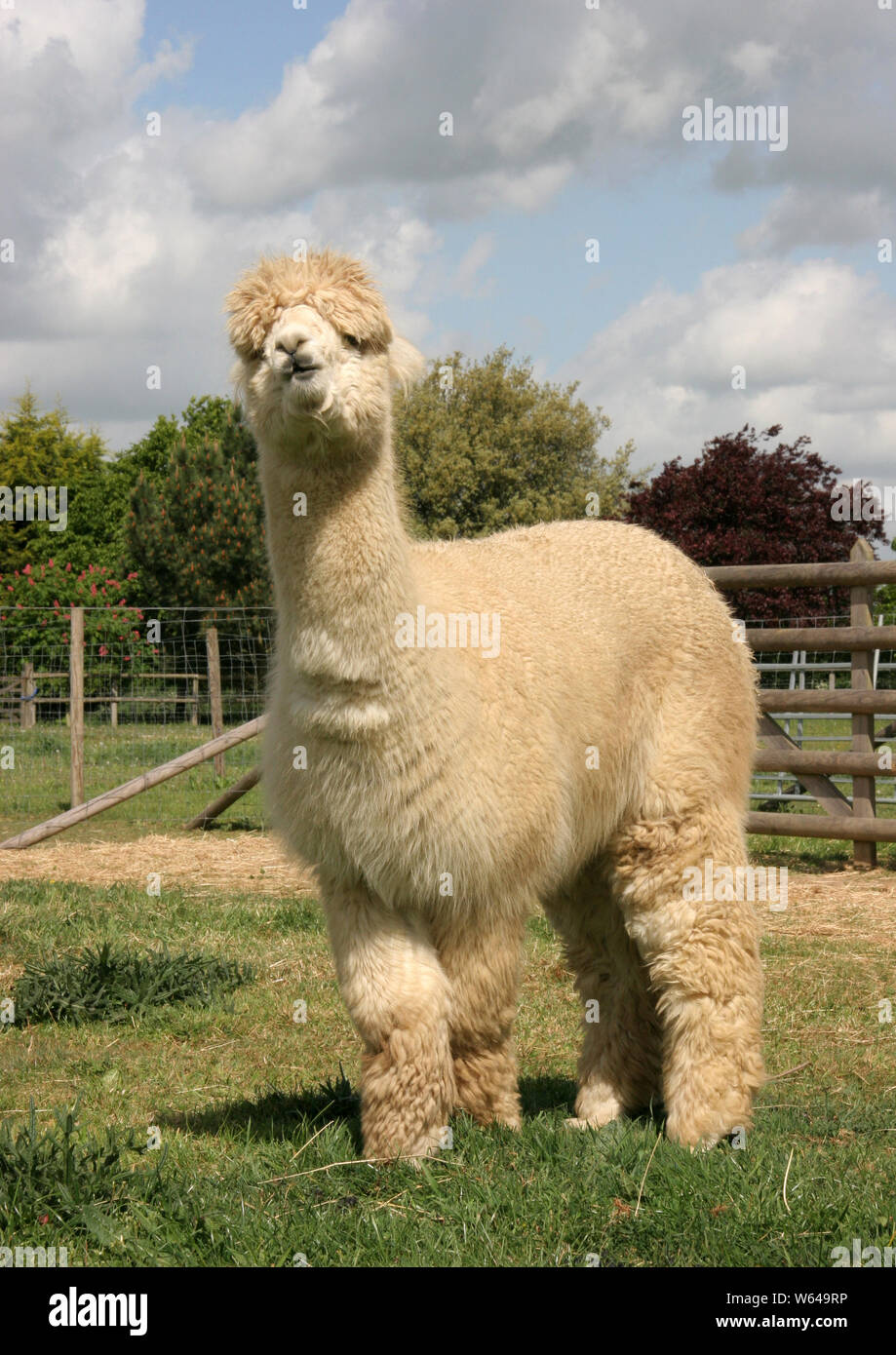 Alpaca head shot hi-res stock photography and images - Alamy
