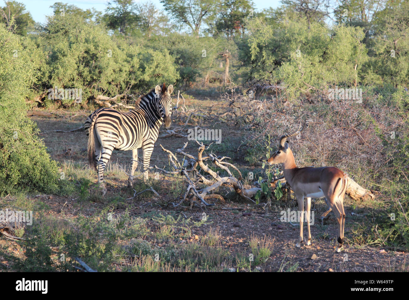 Impala with zebras hi-res stock photography and images - Alamy