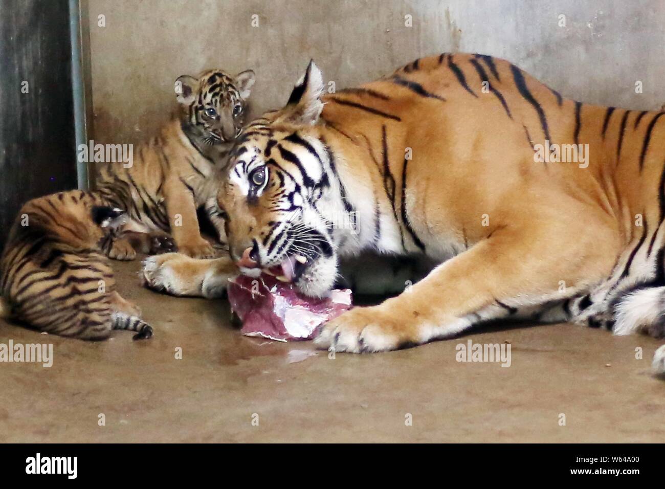 The Bengal tiger Nan Nan, which gave birth to four newborn Bengal ...