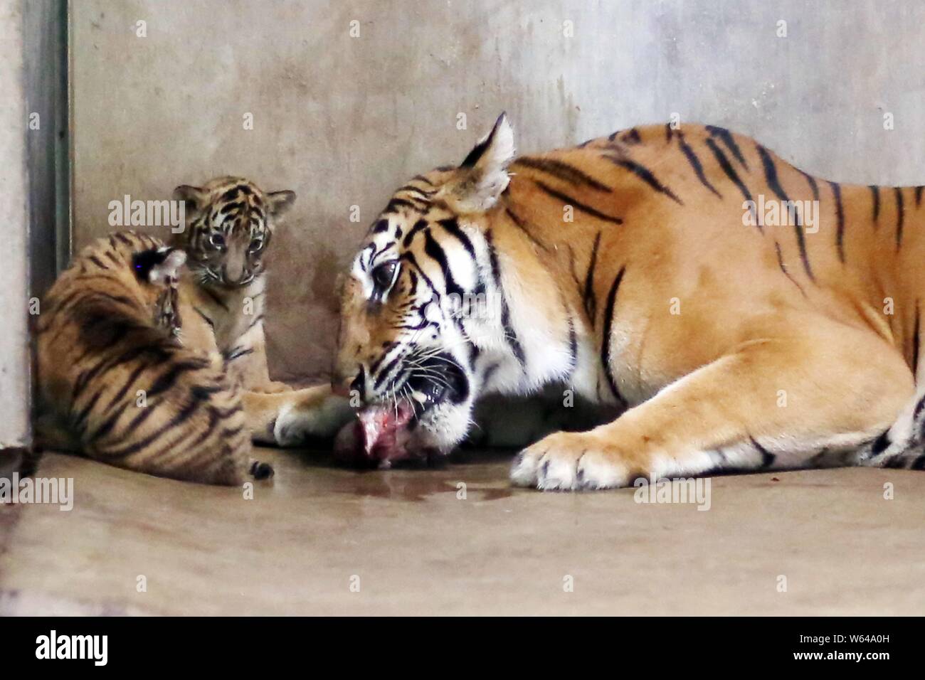 The Bengal tiger Nan Nan, which gave birth to four newborn Bengal ...
