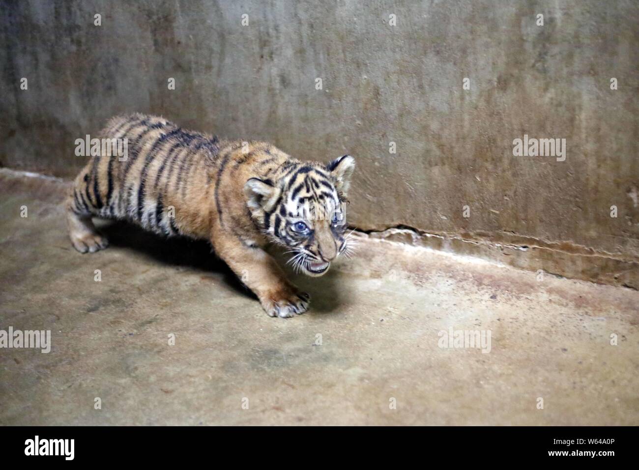 A newborn Bengal tiger cub, which was born by the Bengal tiger Nan Nan ...