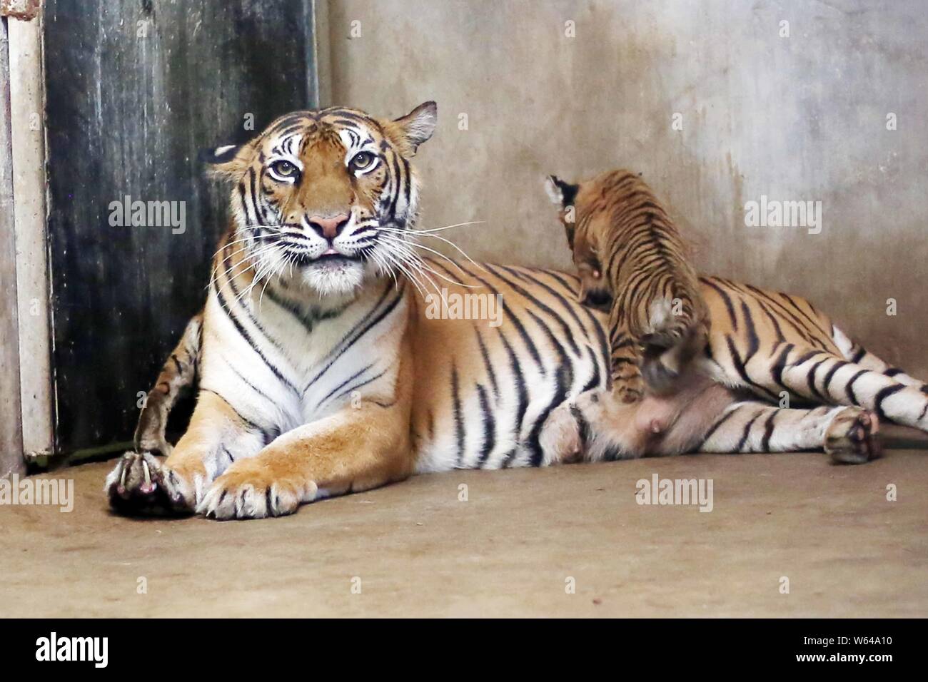 The Bengal tiger Nan Nan takes care of her four newborn Bengal tiger ...