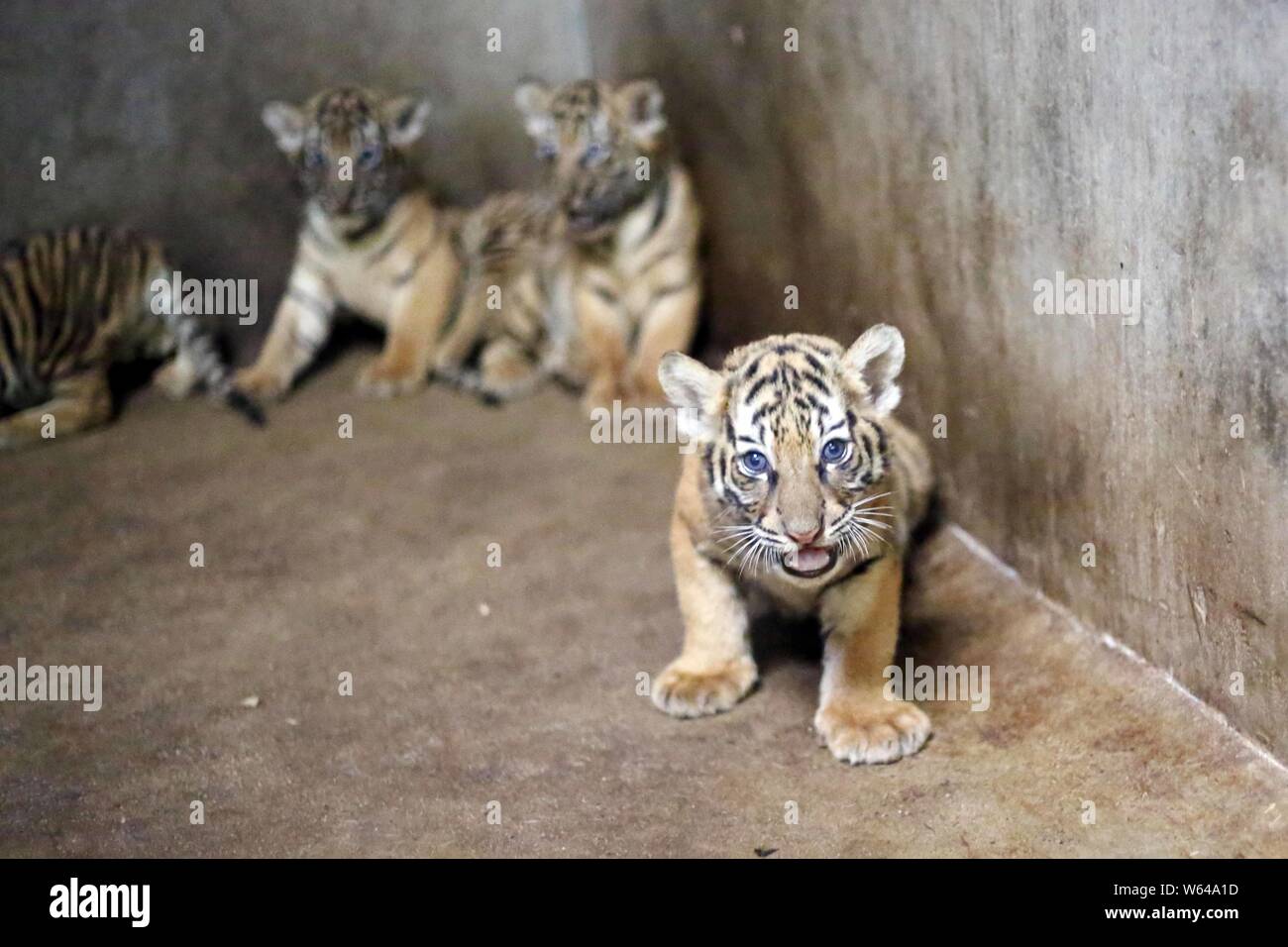 Newborn Bengal tiger cubs, which were born by the Bengal tiger Nan Nan ...