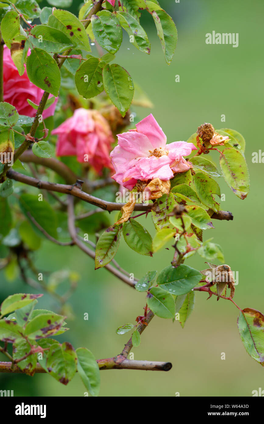 old roses after a rainy night. Wet rain washed flowers Stock Photo - Alamy