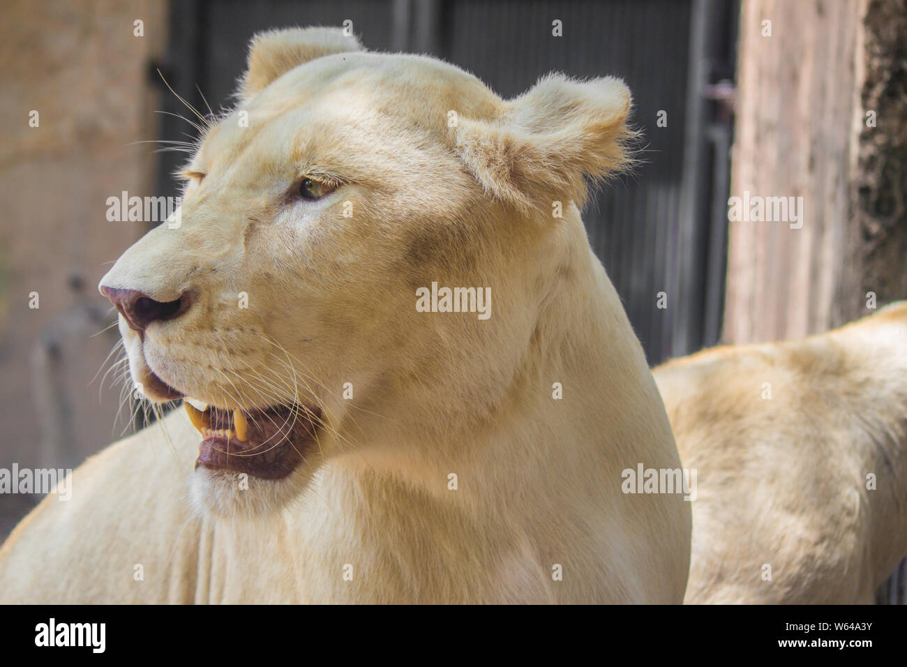 Lion Roar Female High Resolution Stock Photography and Images - Alamy