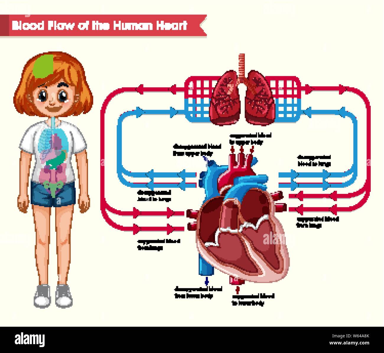 Heart Diagram Blood Flow Animation