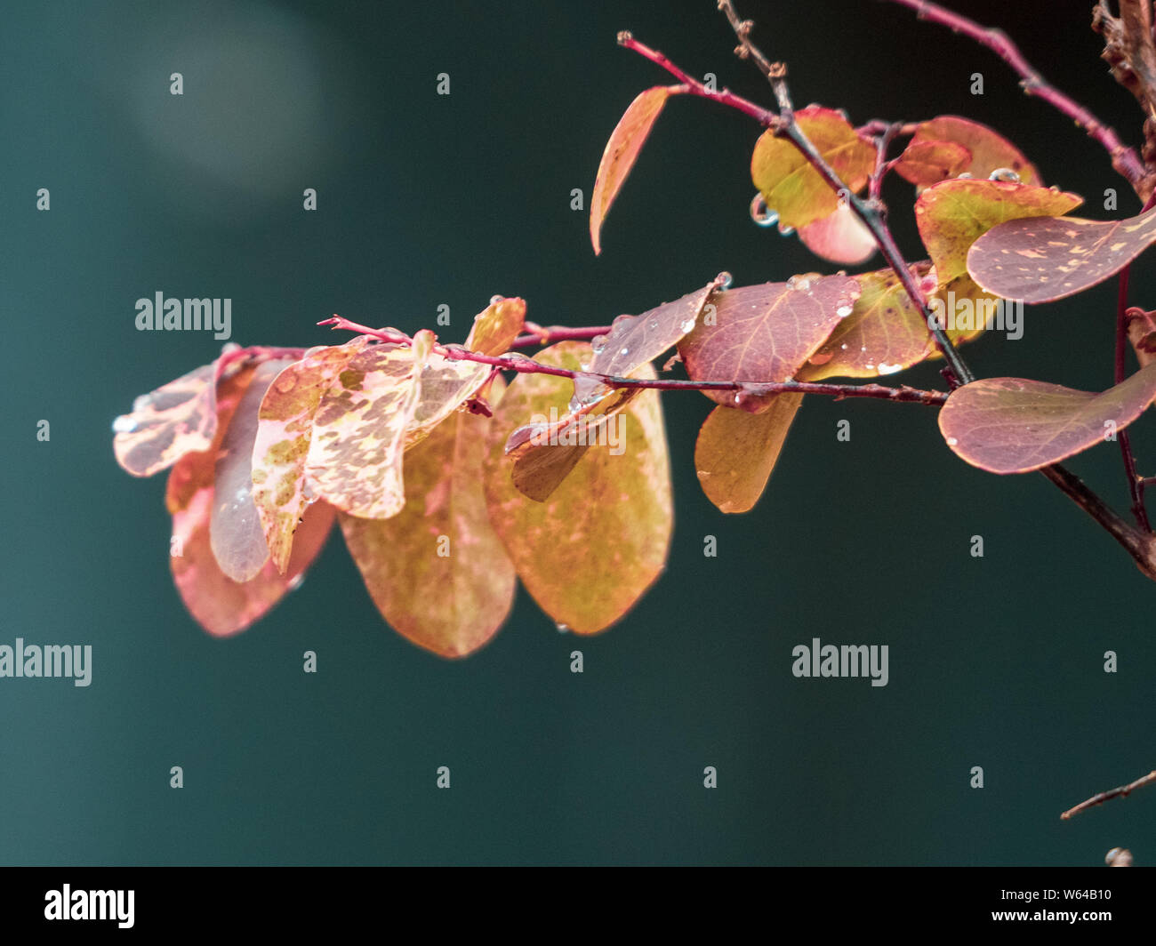 Snowbush hi-res stock photography and images - Alamy