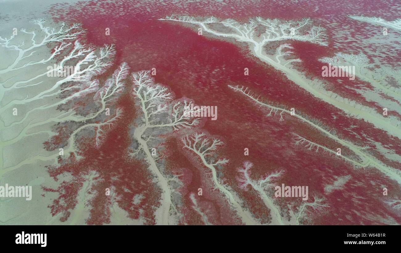 Aerial view of the Red Beach or Liaohekou Honghaitan National Marine ...