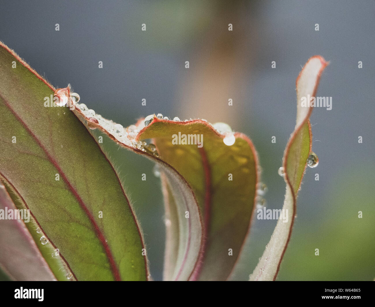 Raindrops dripping from water hi-res stock photography and images - Alamy