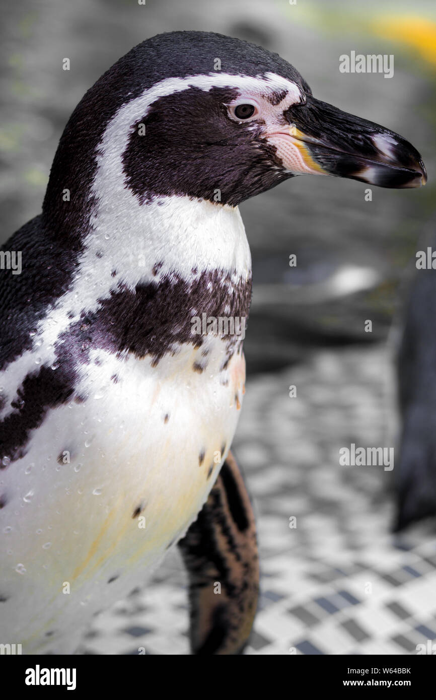 Penguins are wet. Penguins swim. Penguins shag Stock Photo - Alamy