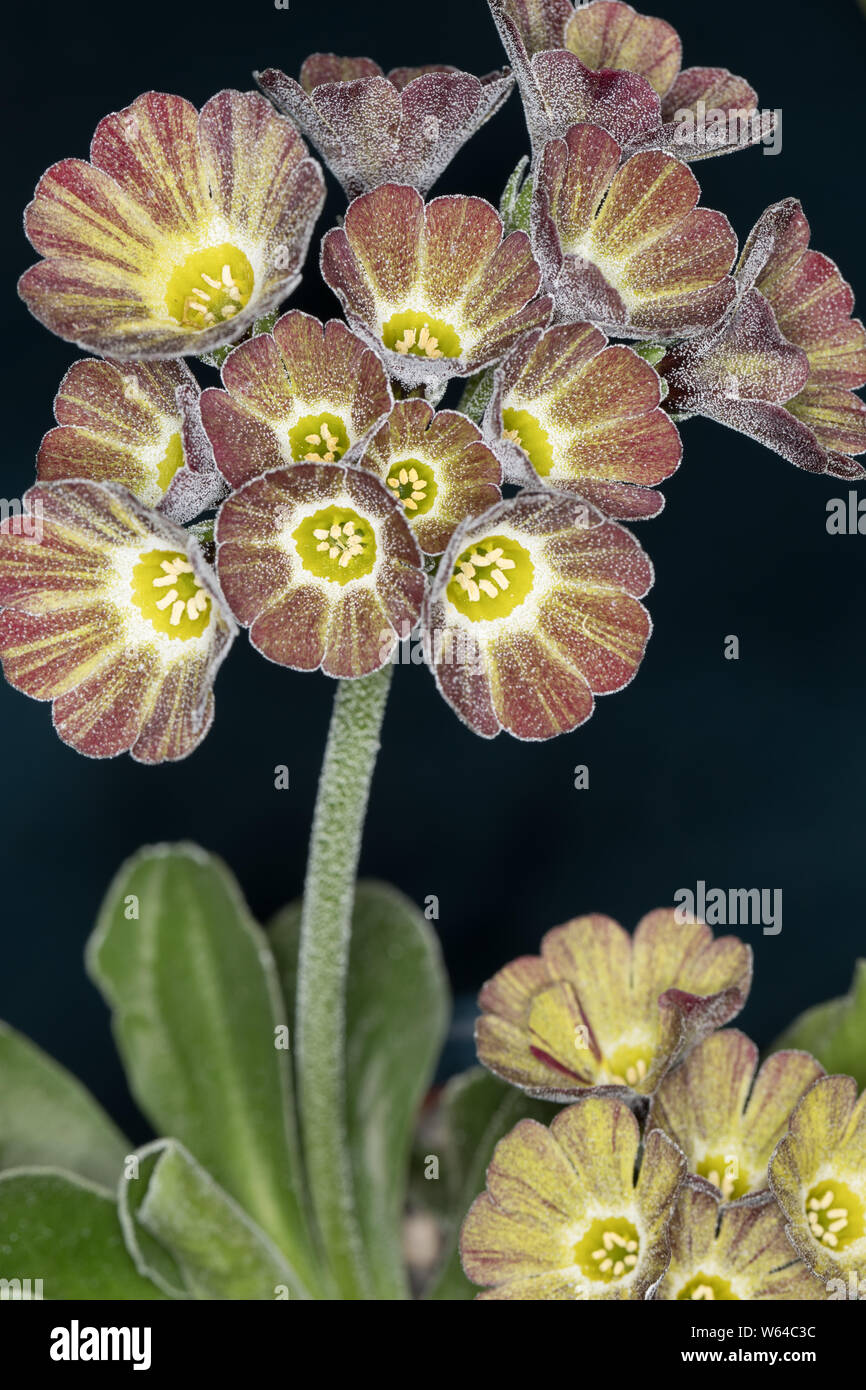 Primula auricula 'Wierdo' fancy Stock Photo - Alamy