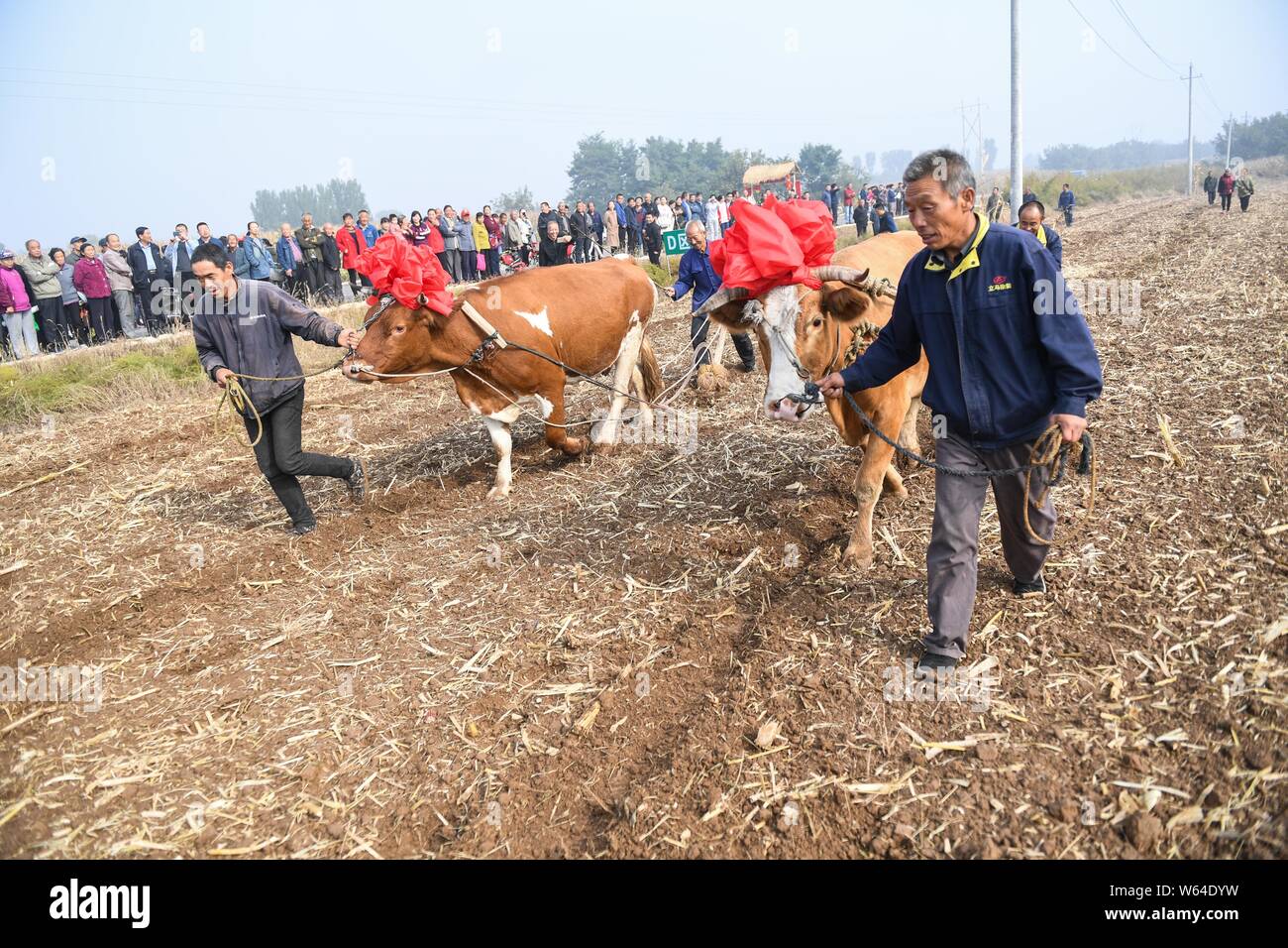 Chinese farmers drive yellow cattle to plow the field in the farmland ...