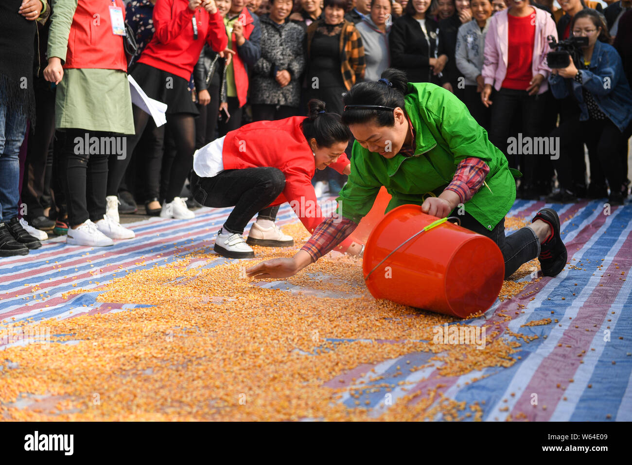 Chinese farmers compete in the corn-collecting competition during the ...