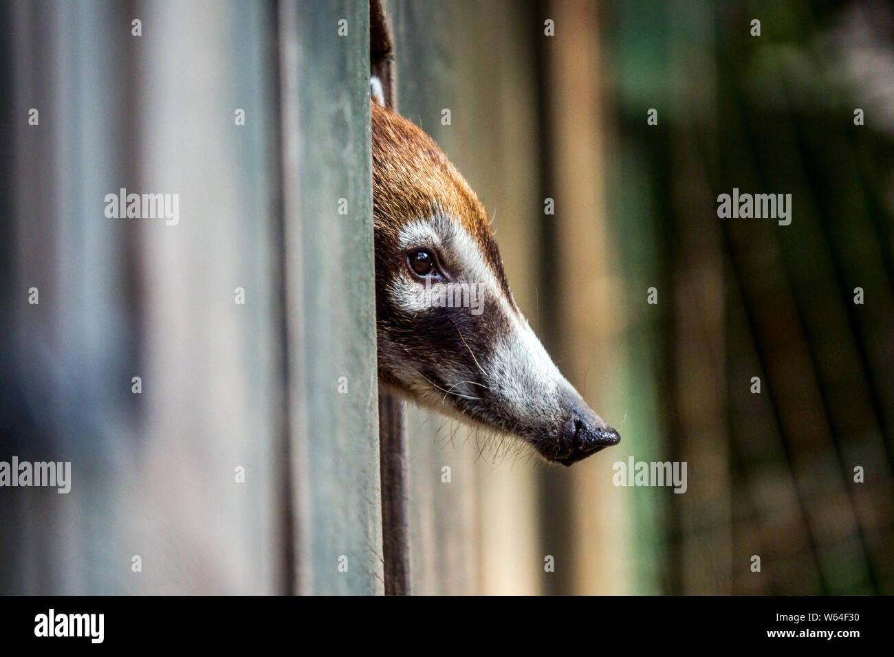 White-nosed coati, Nasua narica, Coatimundi is looking out, head and ...