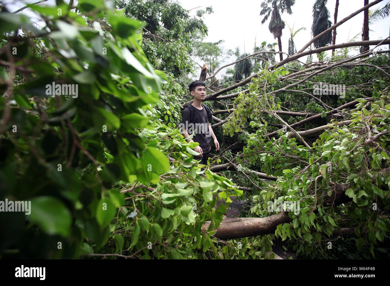 Pedestrians walk through trees uprooted by strong wind caused by ...