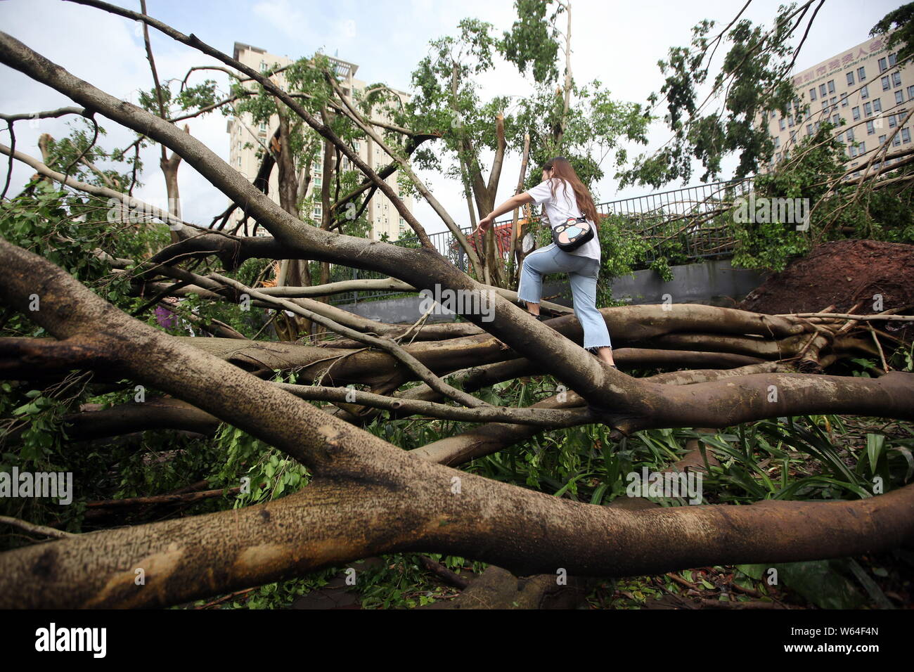 A pedestrian walks through trees uprooted by strong wind caused by ...