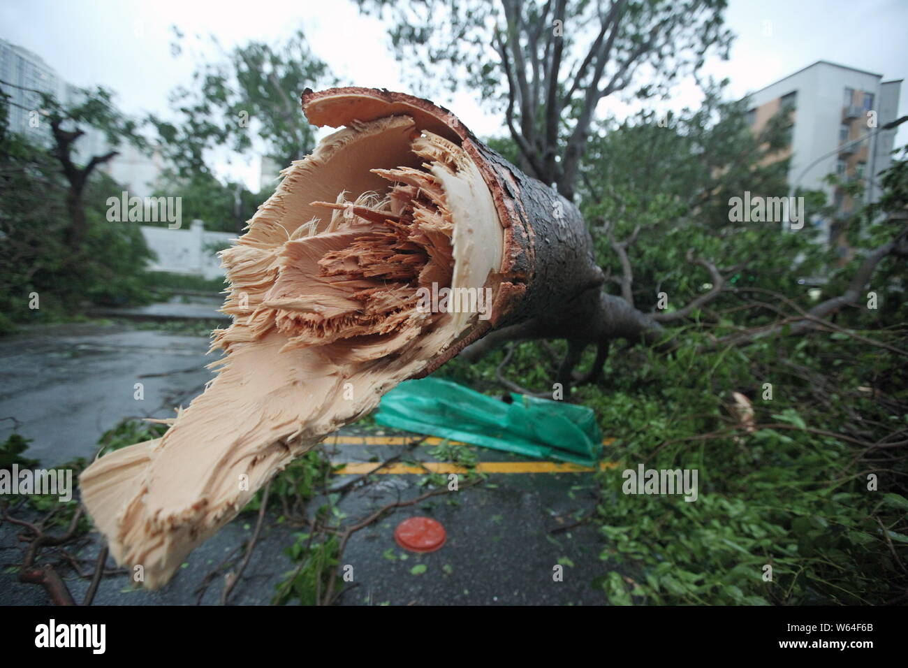 A tree is uprooted by strong wind caused by Typhoon Mangkhut, the 22nd ...