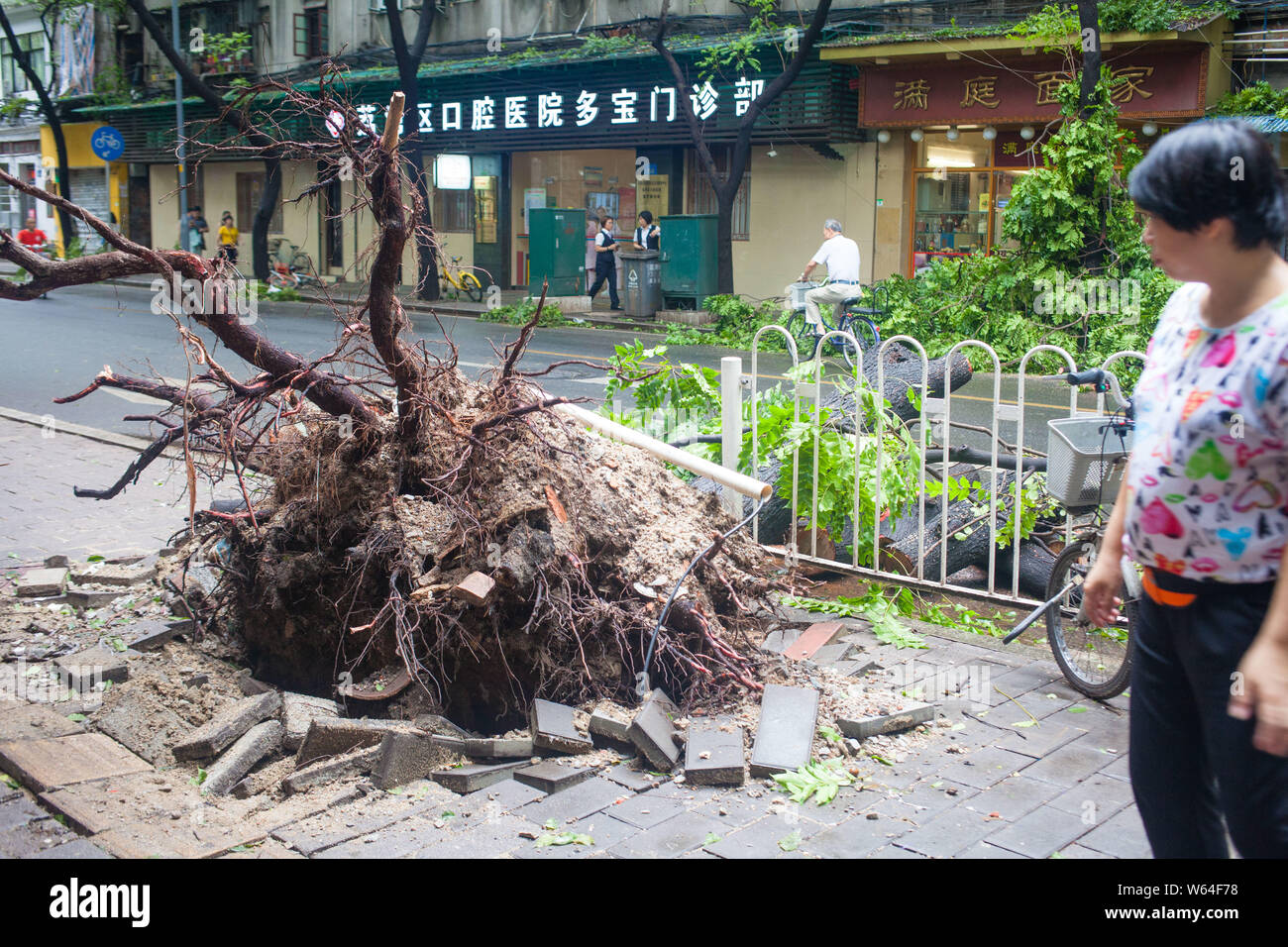 A tree is uprooted by strong wind caused by Typhoon Mangkhut, the 22nd ...