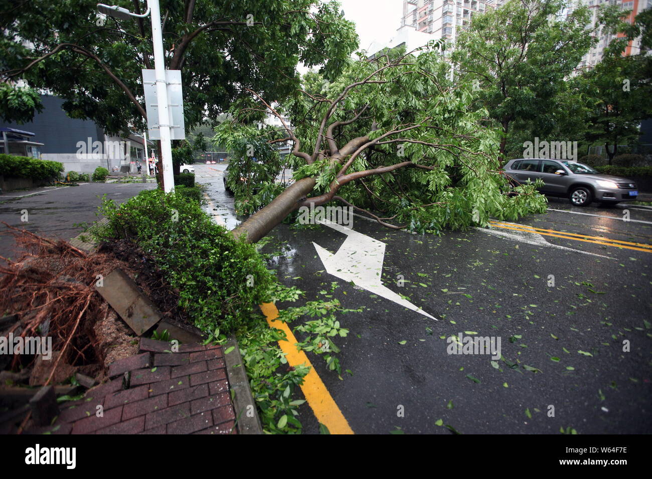 Trees are uprooted by strong wind caused by Typhoon Mangkhut, the 22nd ...