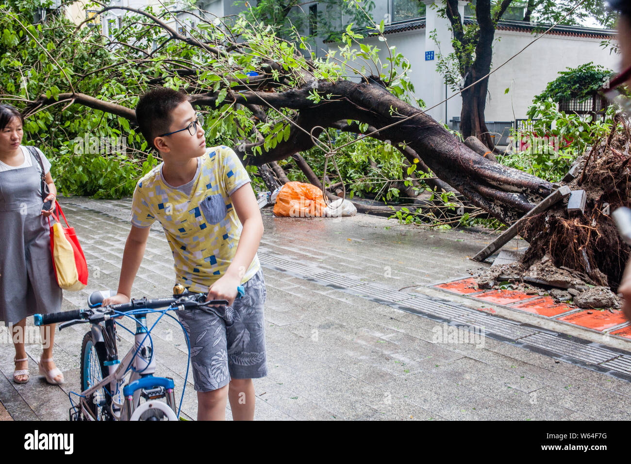 Trees in typhoon hi-res stock photography and images - Alamy