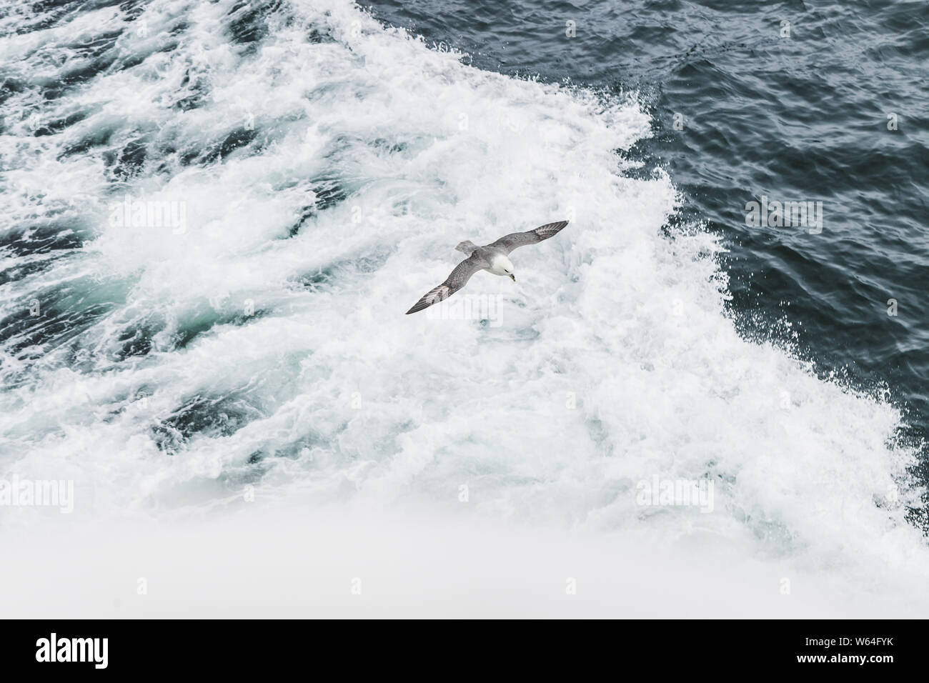 One grey seagull flying over waves in motion and hunting for the fish ...