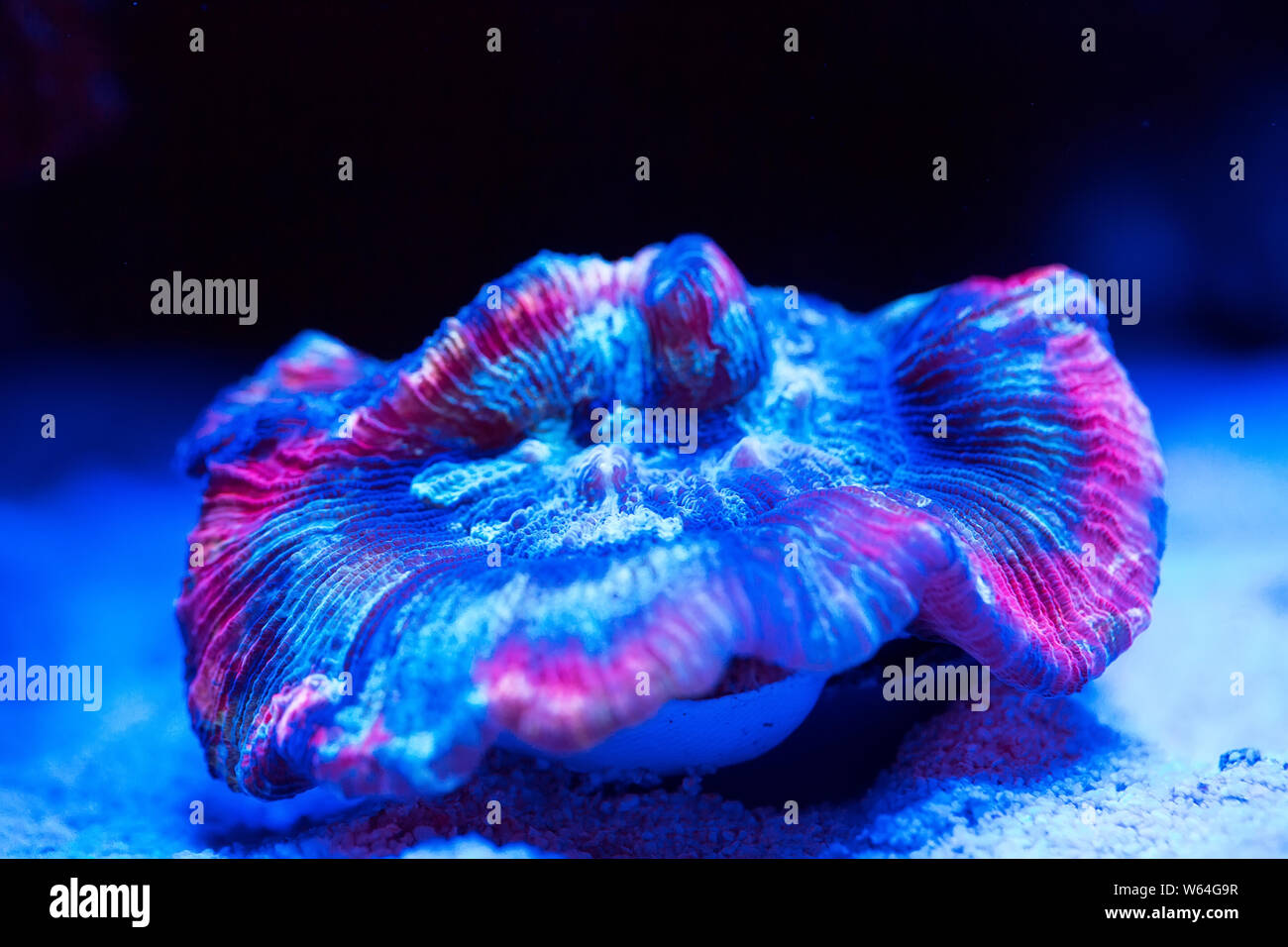 Beautiful and colorful corals in a marine aquarium Stock Photo - Alamy