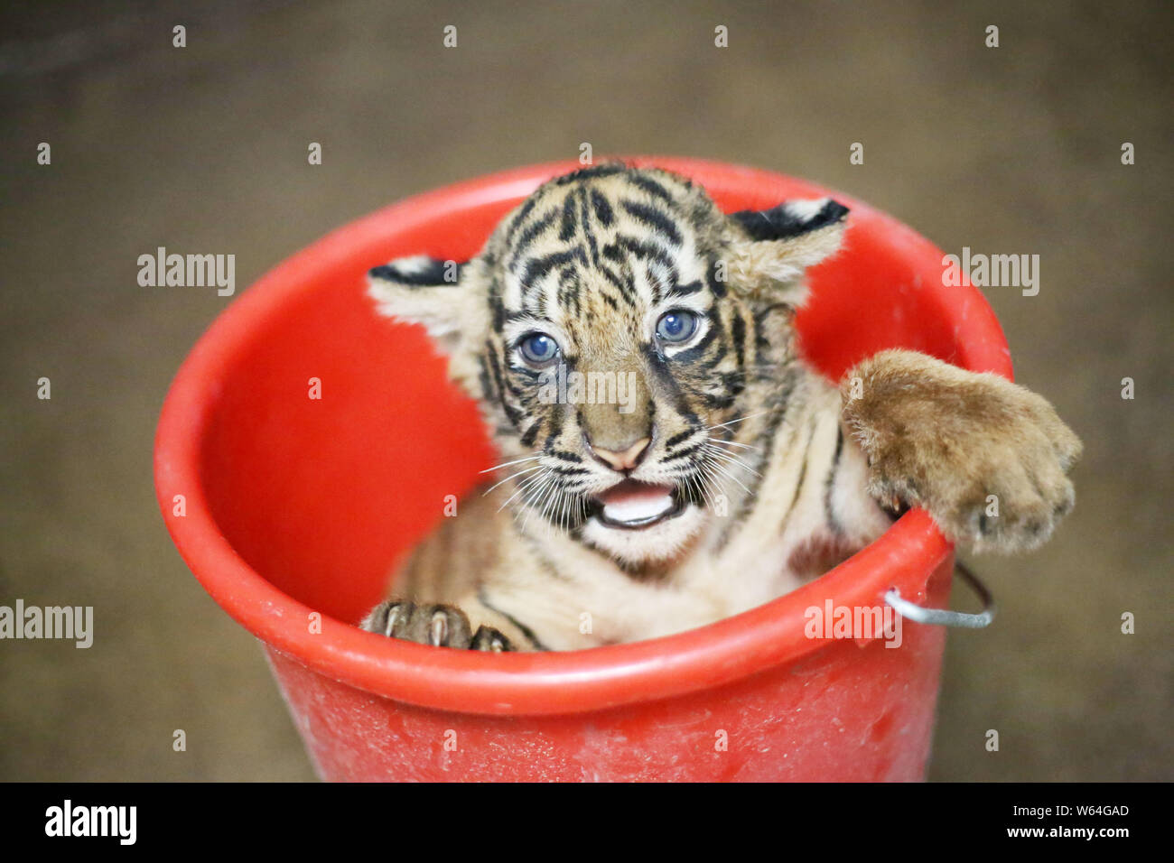 Tiger cub born in zoo hi-res stock photography and images - Alamy