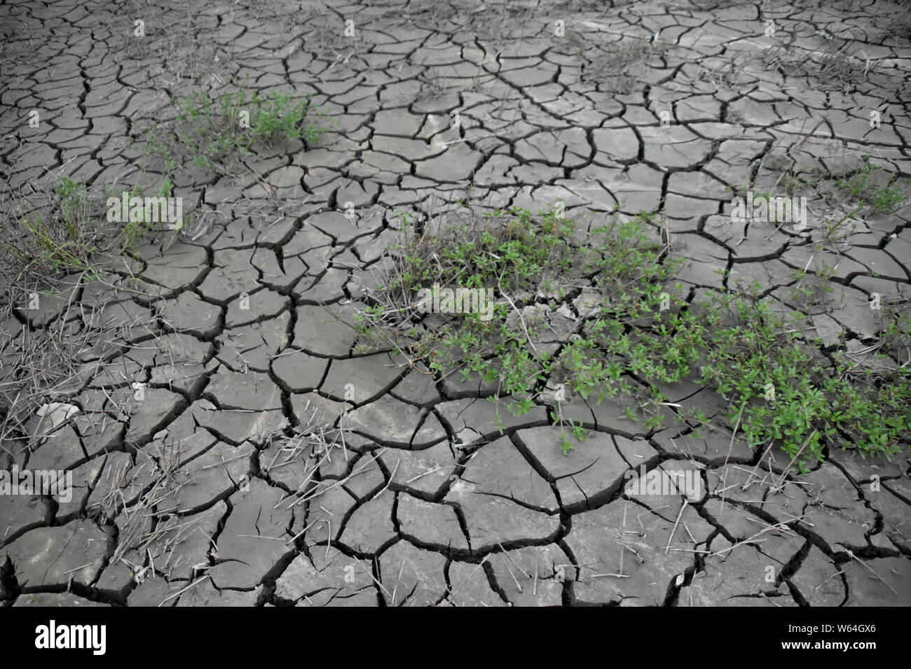 View of the cracked riverbed scorched by heat waves at the Jinhu ...