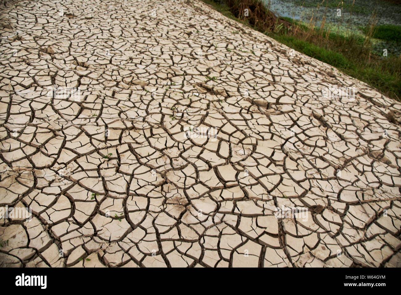 View of the cracked riverbed scorched by heat waves at the Jinhu ...